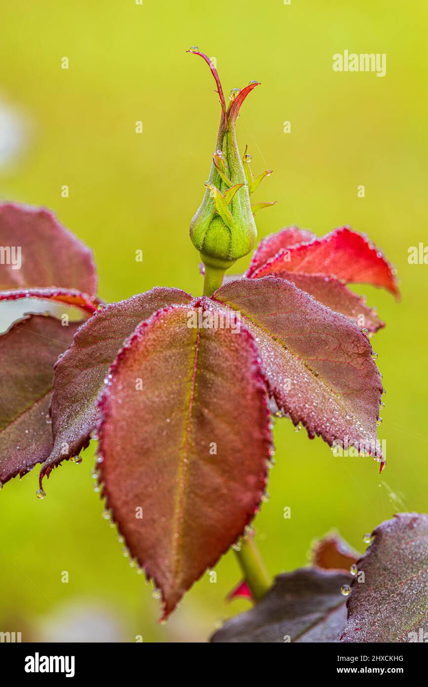 Proliferation roses hi-res stock photography and images - Alamy