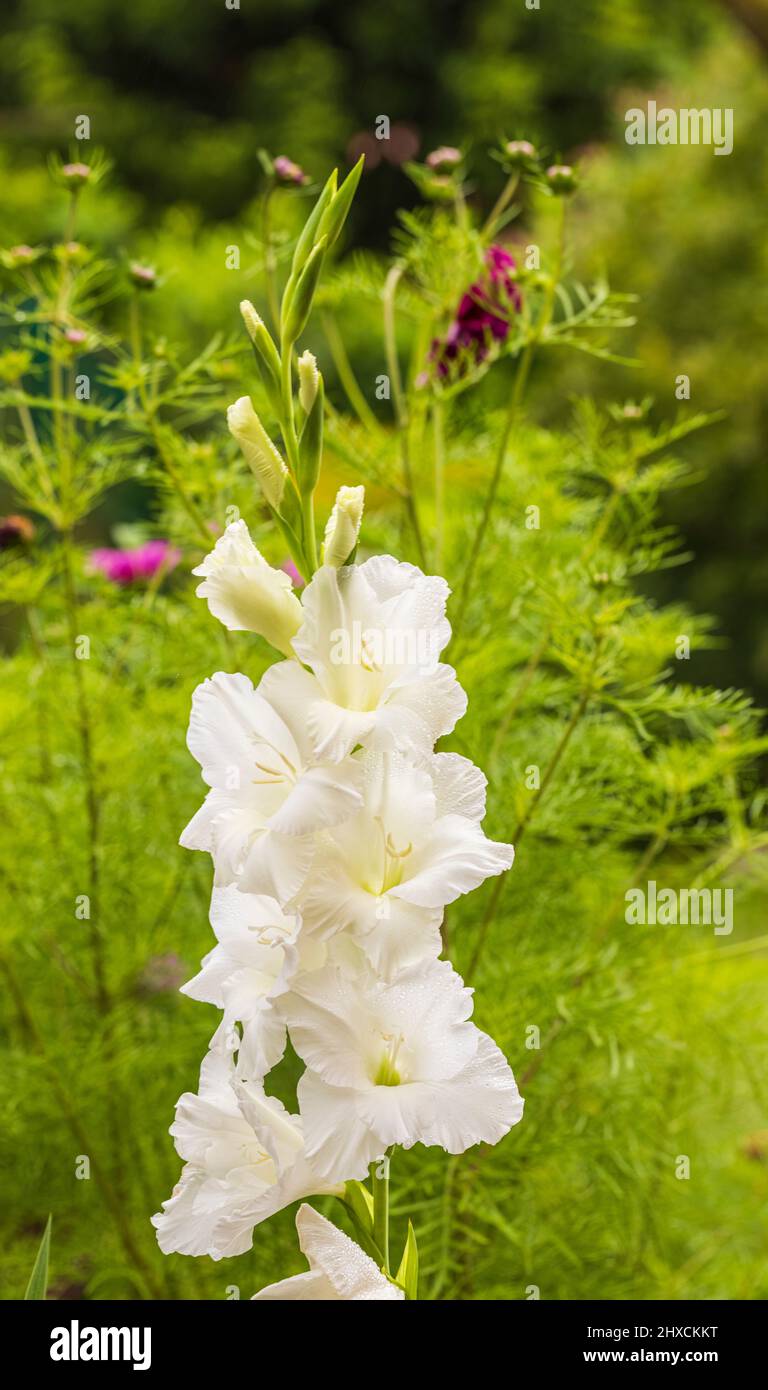 Beautiful white gladiolus in the garden, closeup Stock Photo - Alamy