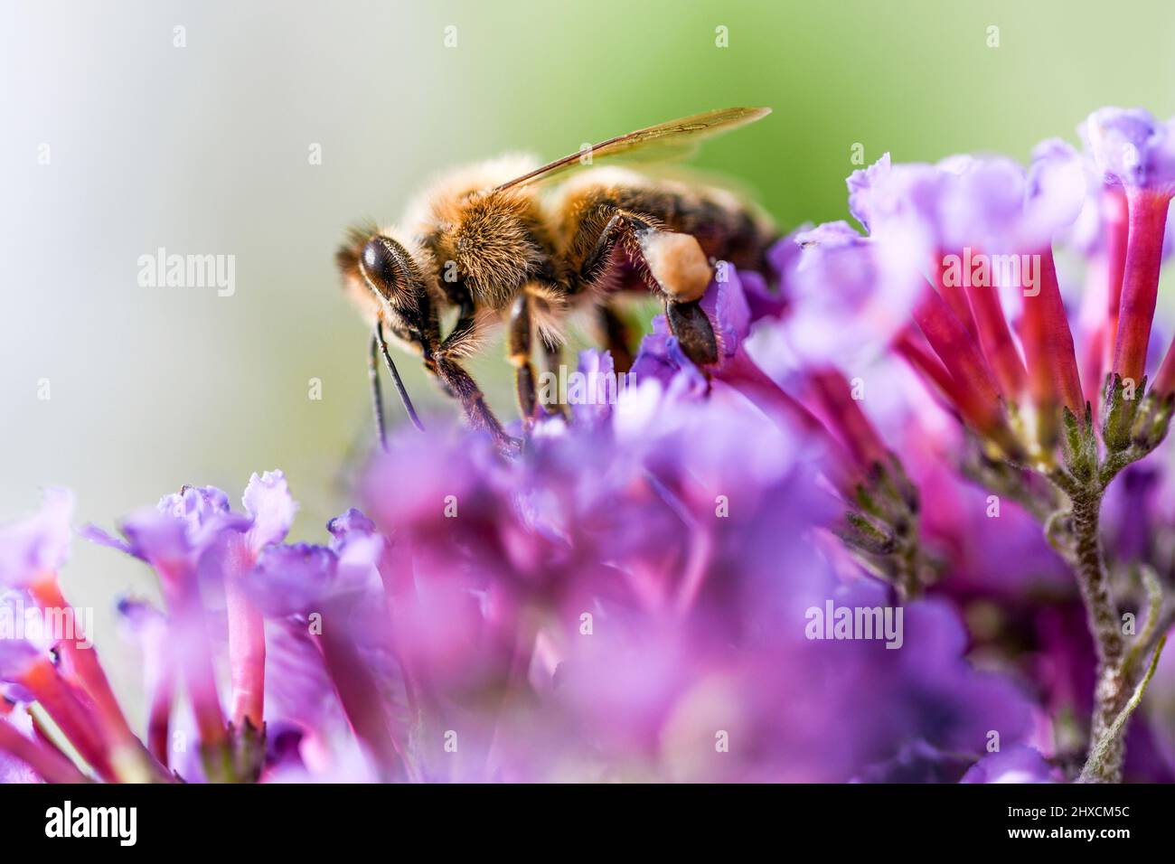 Apis mellifera, western honey bee, Buddleja davidii, butterfly bush ...