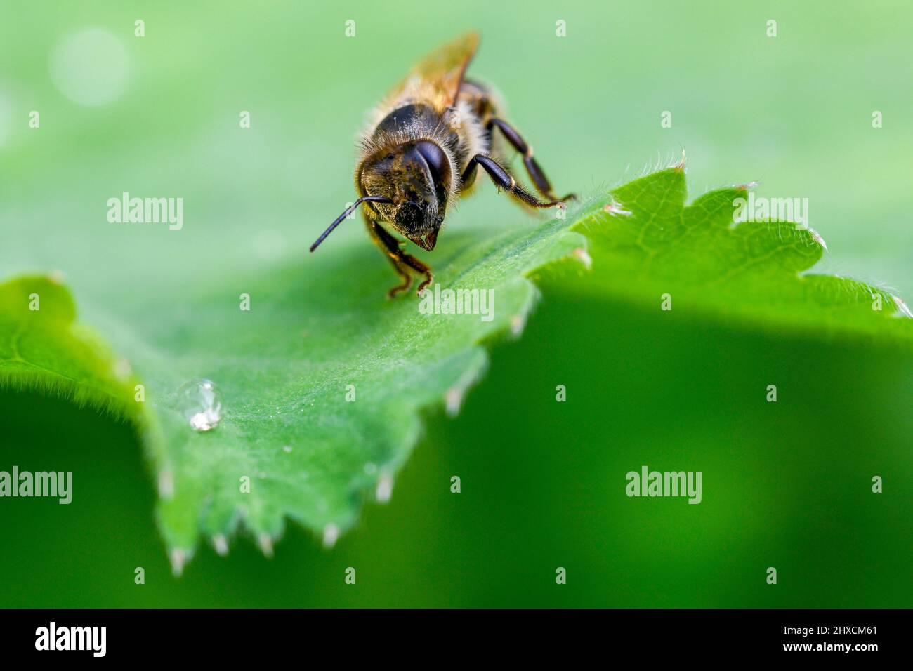 Apis mellifera, Western honey bee, bee Stock Photo - Alamy