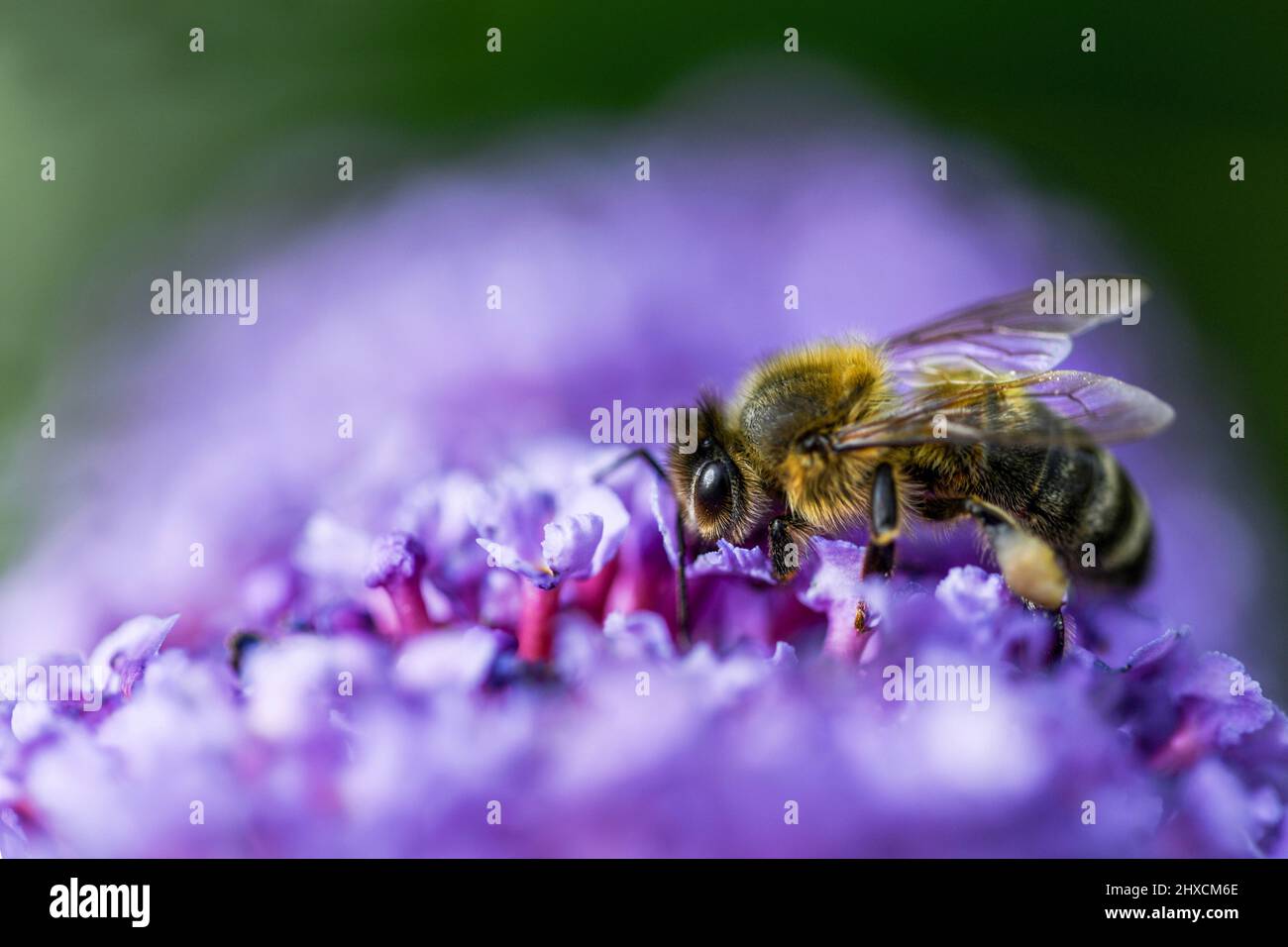 Apis mellifera, western honey bee, Buddleja davidii, butterfly bush ...