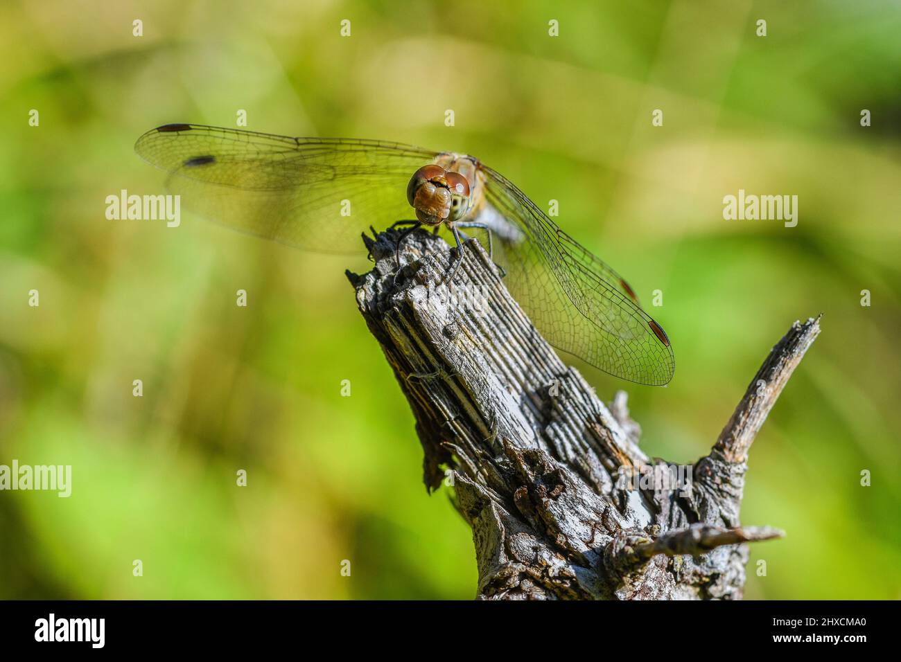 Sympetrum meridionale, southern damselfly, Libellulidae, damselflies ...