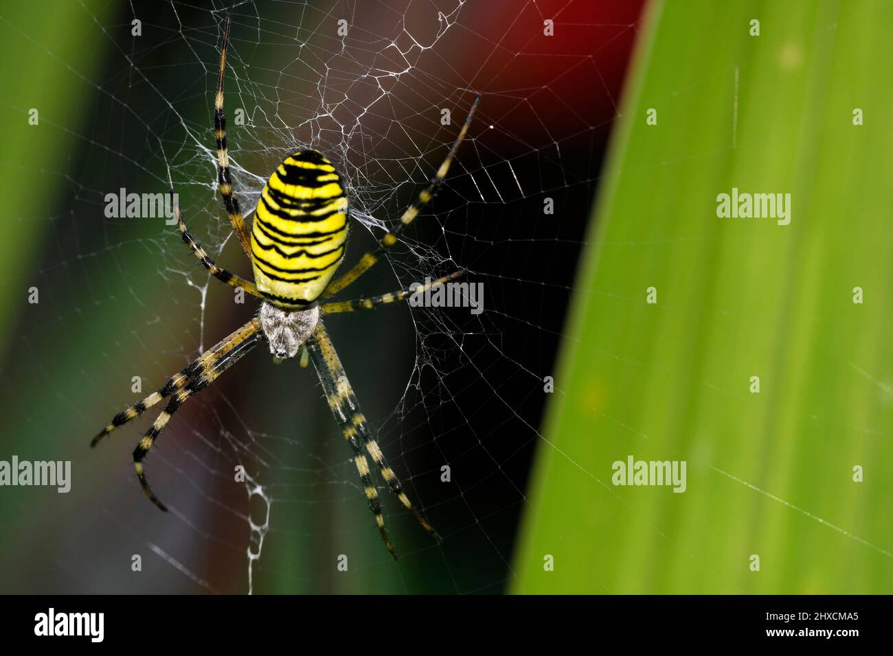 Argiope bruennichi, wasp spider, Araneoidea, true web spider Stock ...