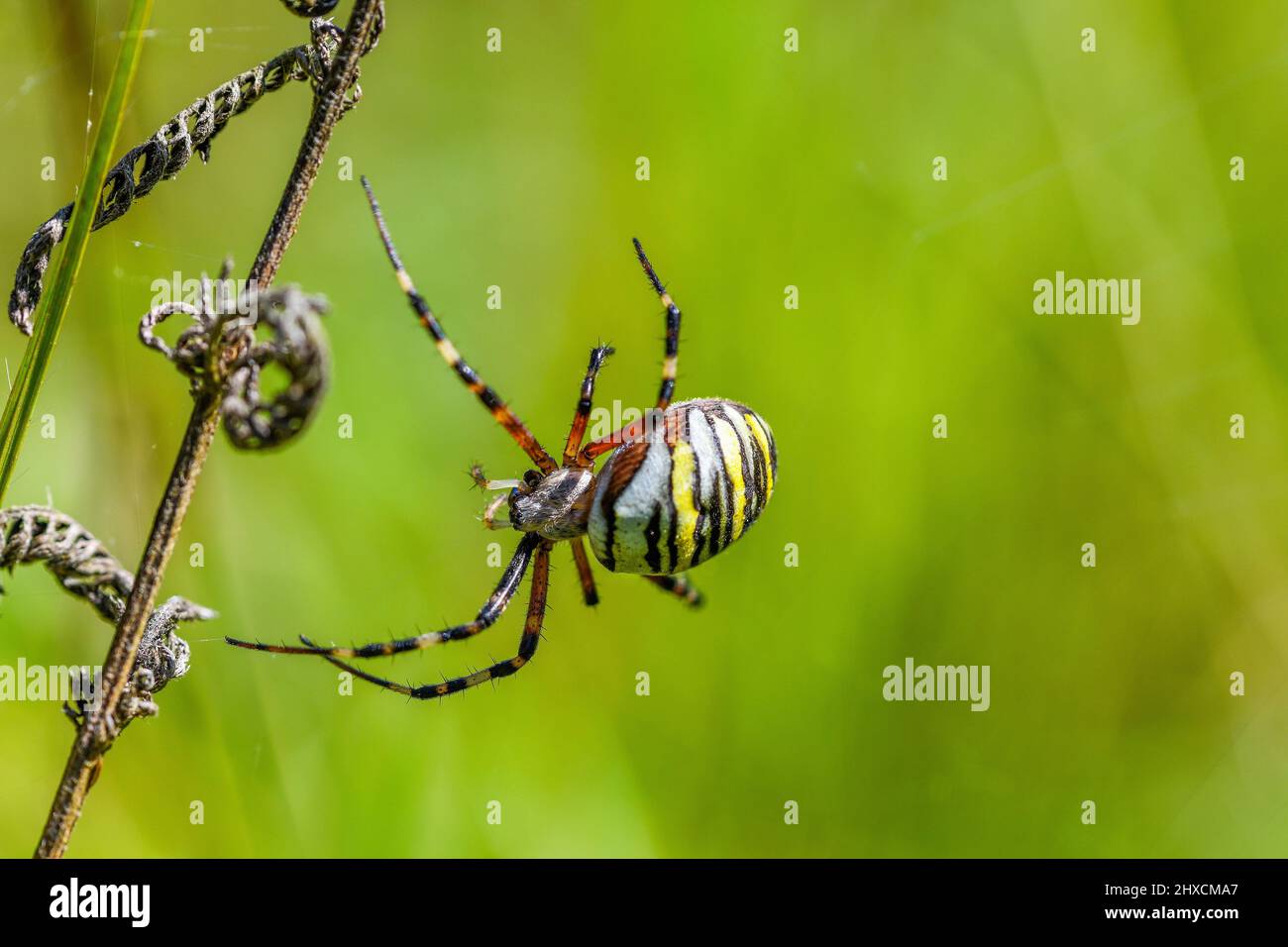 Argiope bruennichi, wasp spider, Araneoidea, true web spider Stock ...
