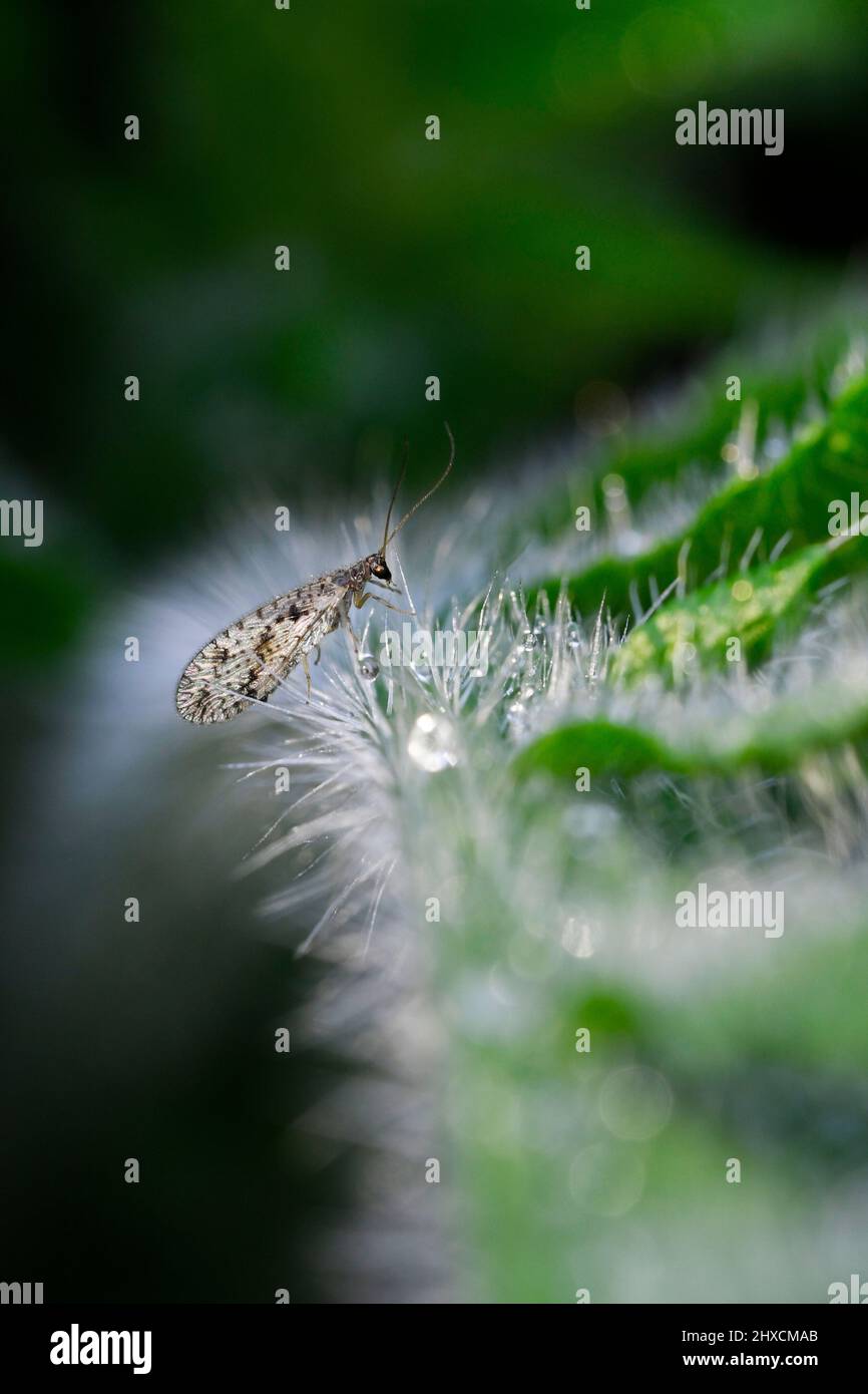Micromus variegata, dotted brown lacewing, reticulate Stock Photo - Alamy