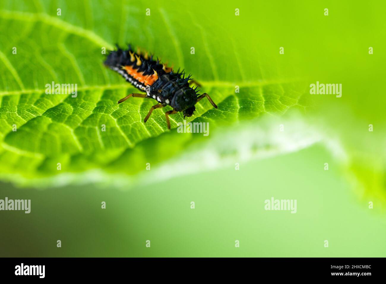 Harmonia axyridis, larva of the Asian lady beetle Stock Photo - Alamy