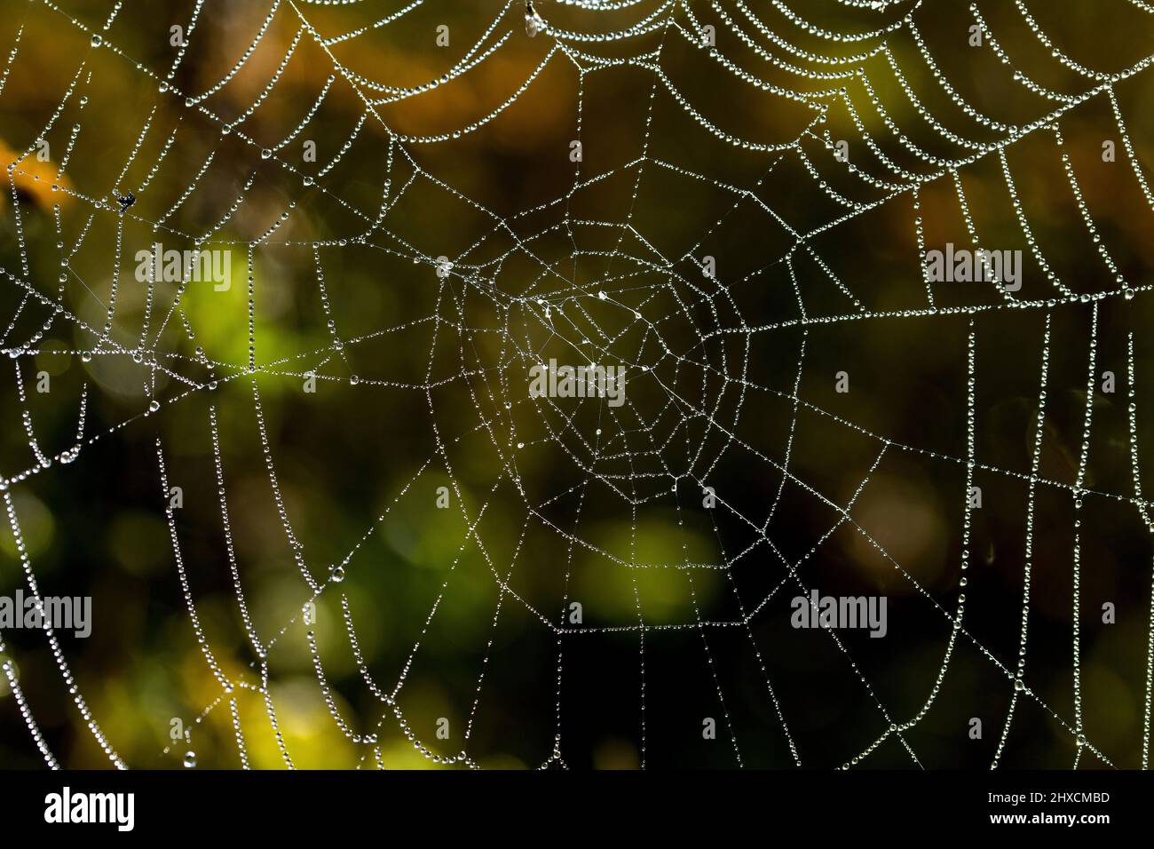 Spider web, water drop Stock Photo - Alamy