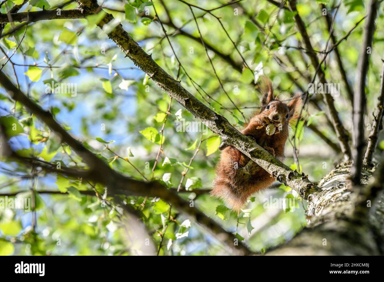 Sciurus vulgaris, Eurasian squirrel, squirrel Stock Photo - Alamy
