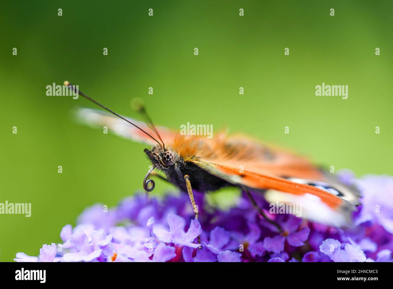 Aglais io, peacock butterfly, Buddleja davidii, butterfly bush Stock ...