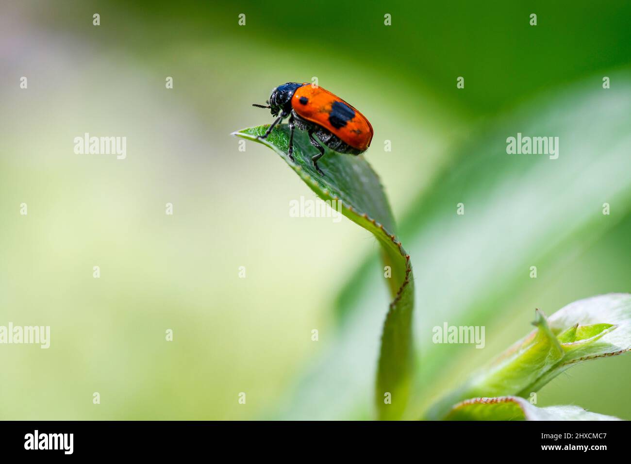 Cryptocephalus bipunctatus, two-spotted leaf beetle, Chrysomelidae ...