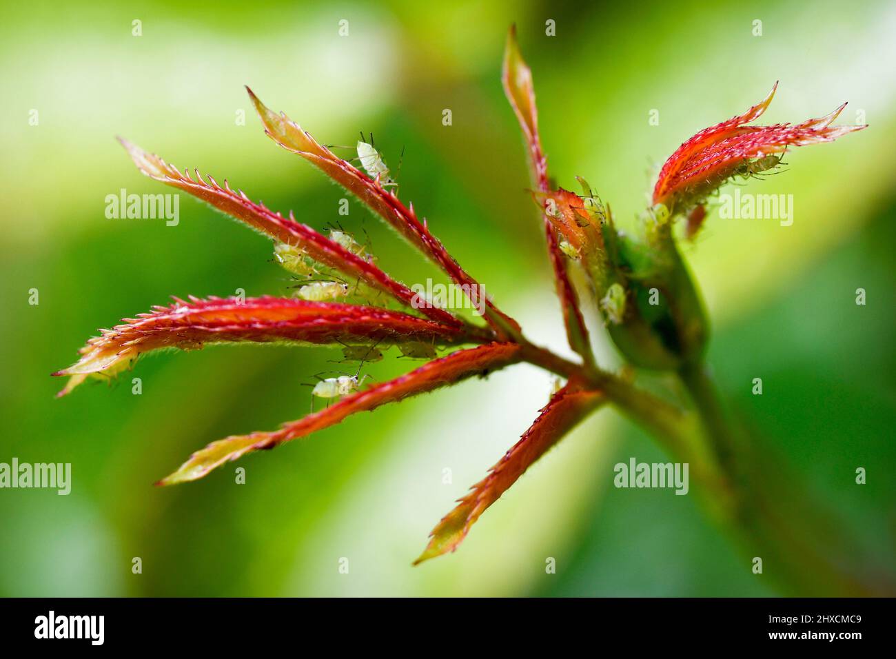 Aphidoidea, aphids, Sternorrhyncha, Sternorrhyncha Stock Photo - Alamy