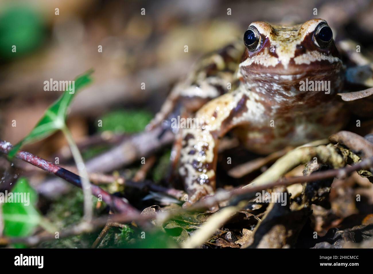 Rana temporaria, grass frog, Ranidae, true frogs Stock Photo - Alamy