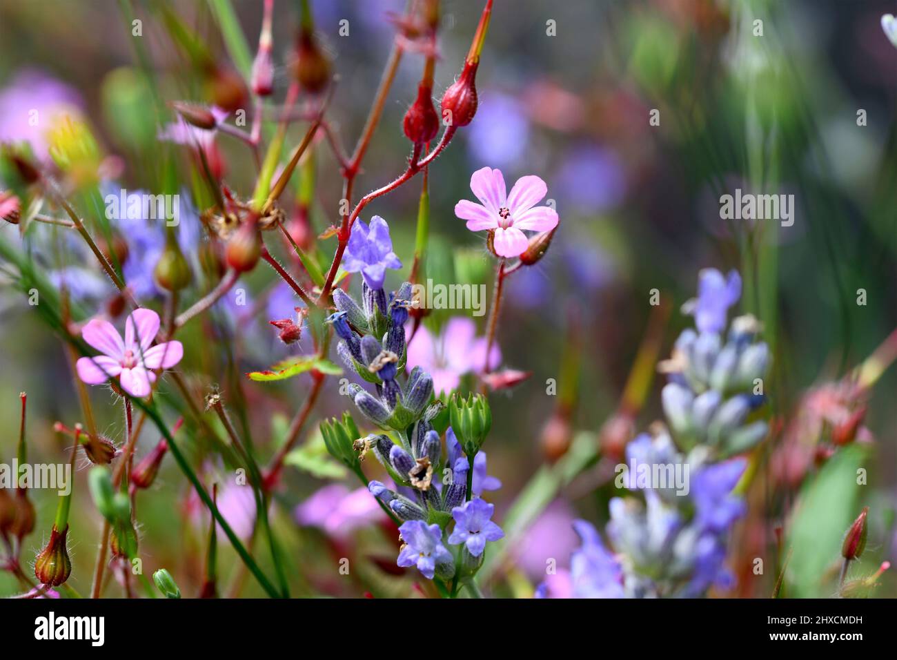 Lavandula angustifolia, True lavender Stock Photo - Alamy