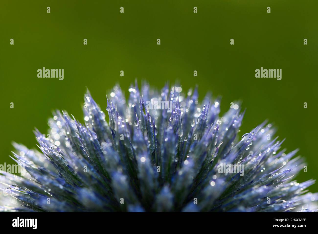 Asteraceae compositae hi-res stock photography and images - Alamy
