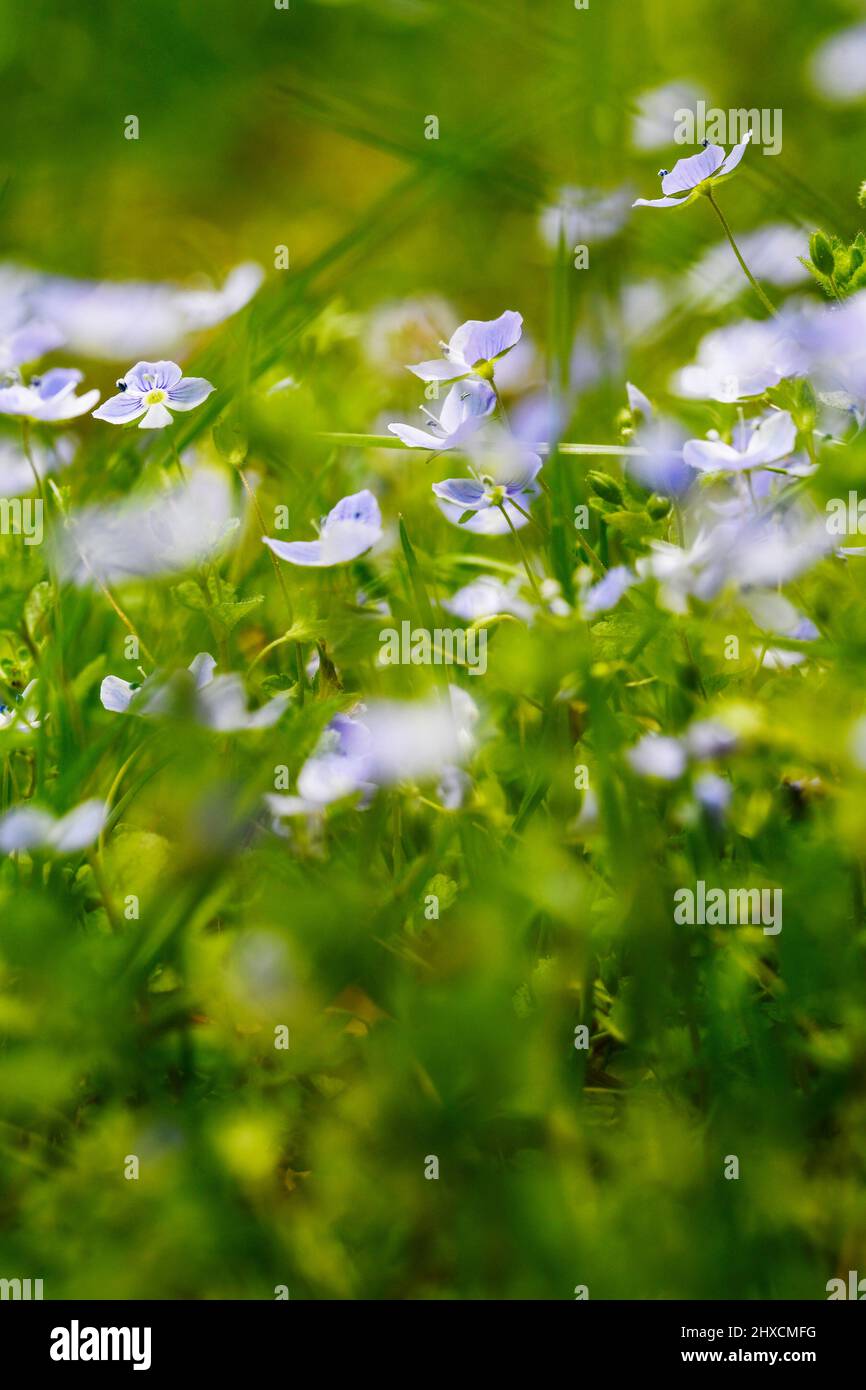 Family plantaginaceae hi-res stock photography and images - Alamy
