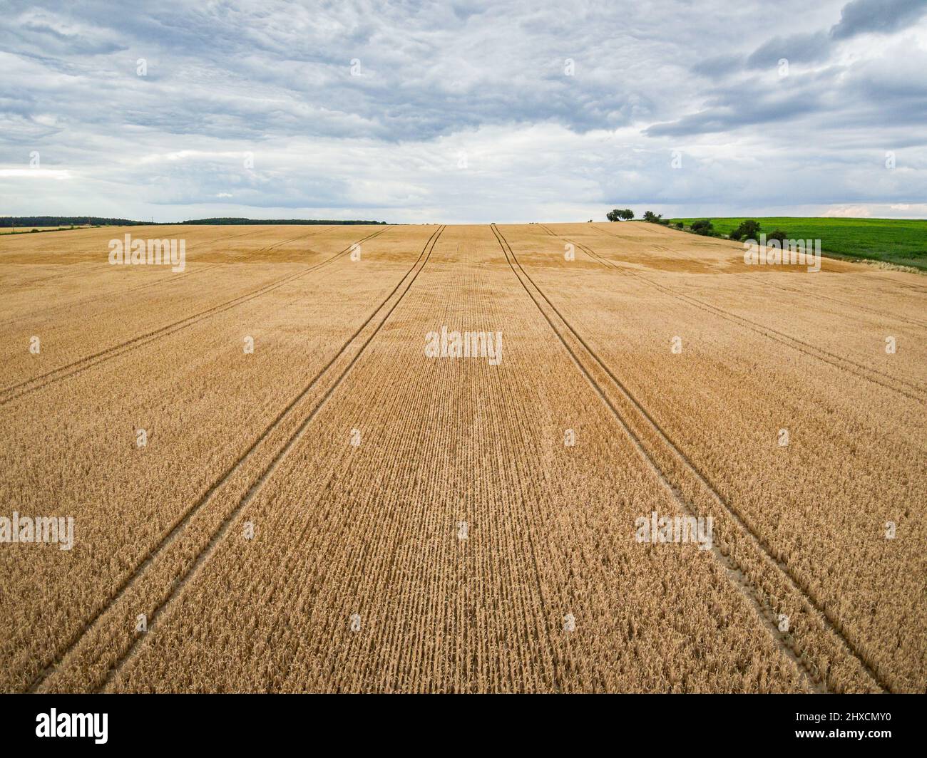 Rural landscape of ripe grain field, aerial perspective Stock Photo - Alamy