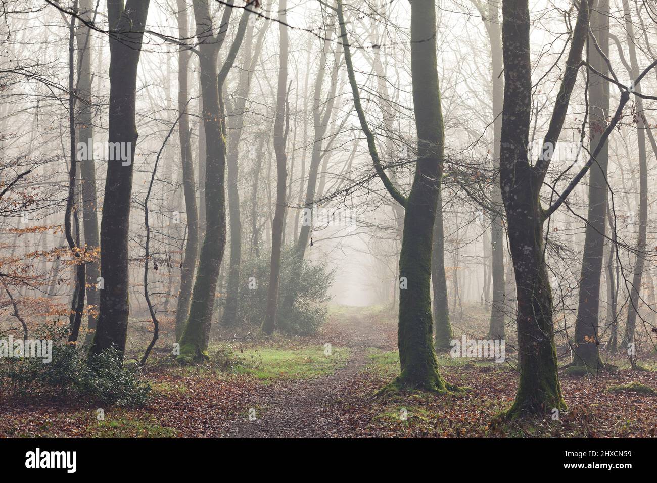 France normandy forest hi-res stock photography and images - Alamy