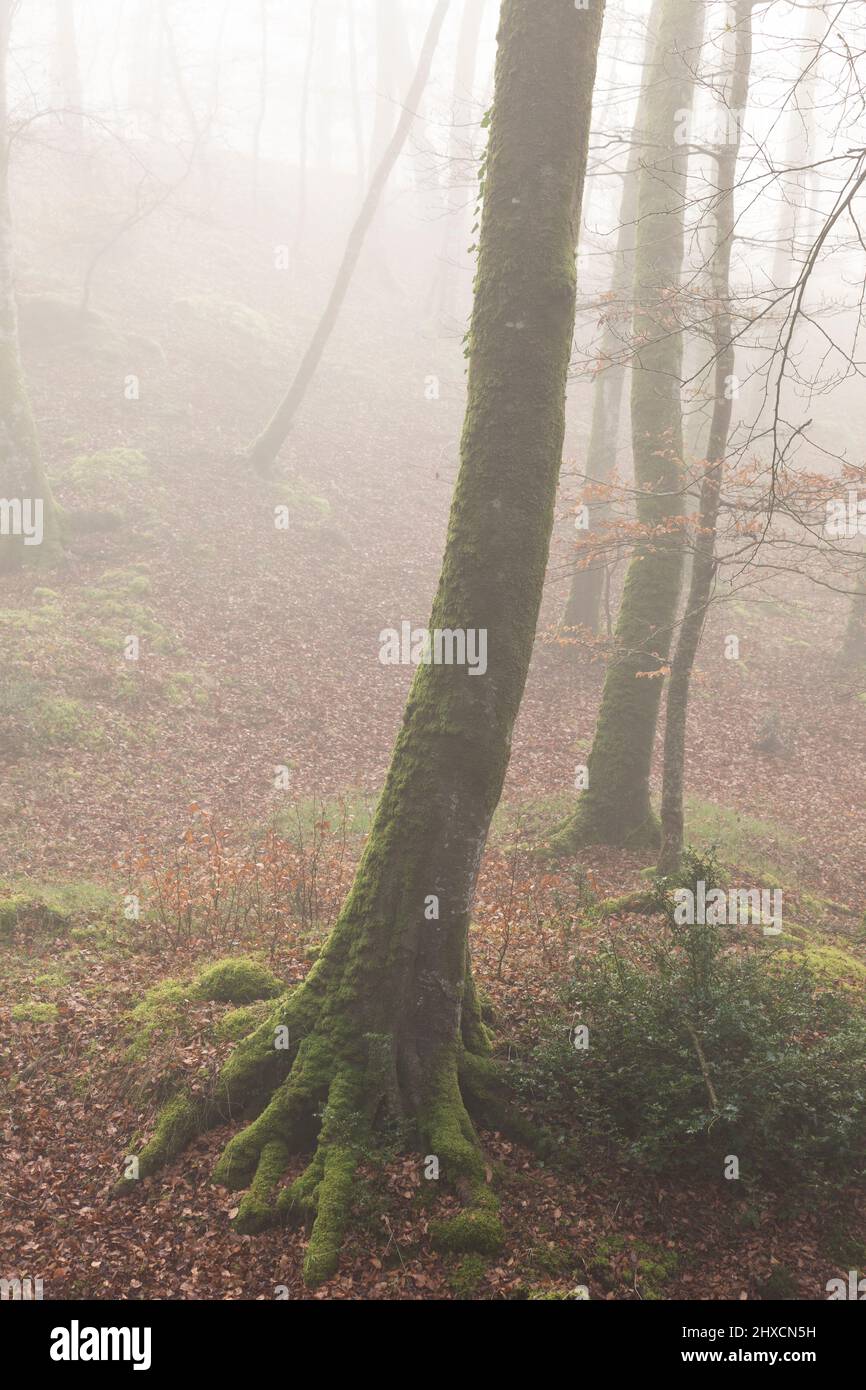 France normandy forest hi-res stock photography and images - Alamy