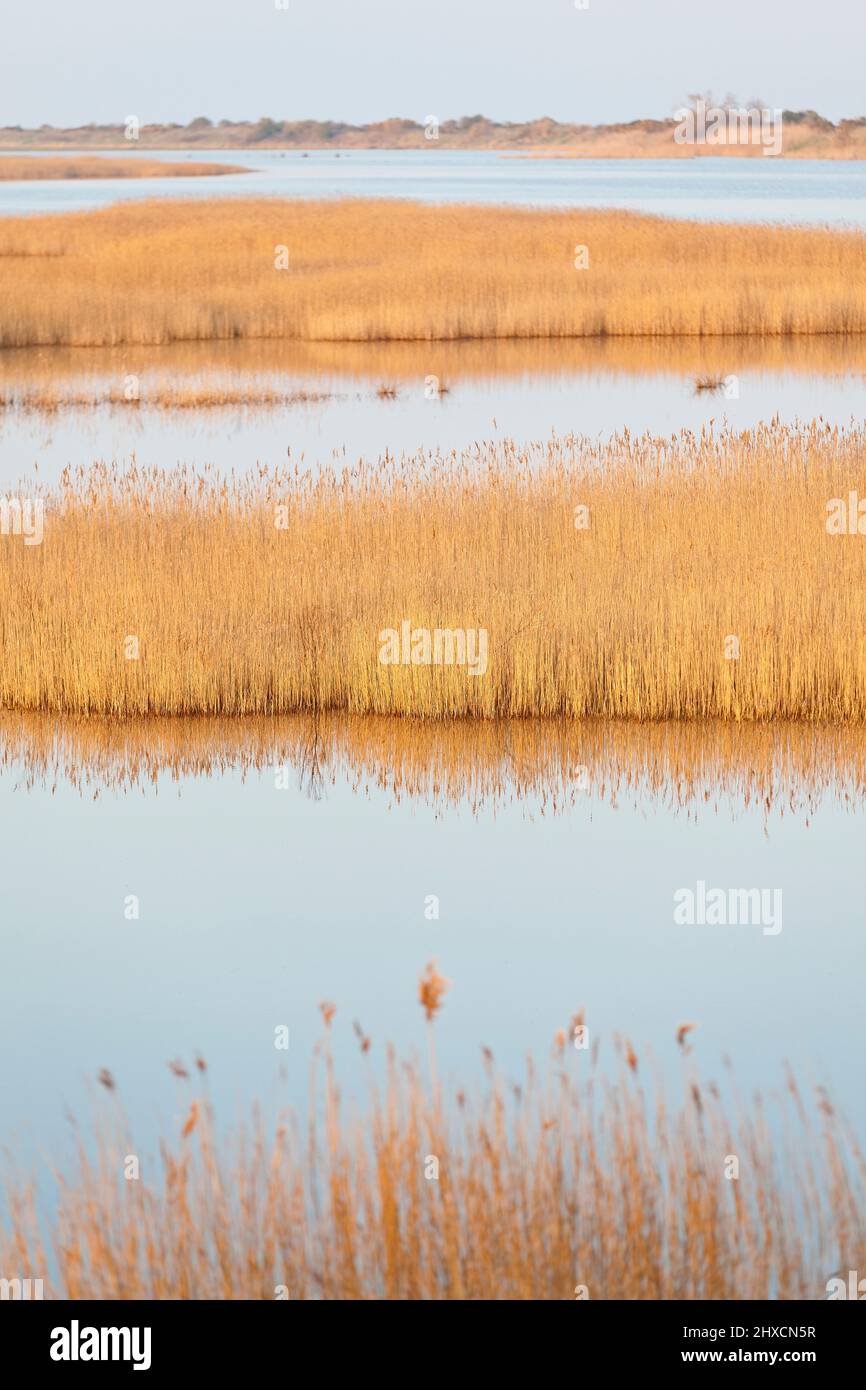 The lake marsh hi-res stock photography and images - Alamy