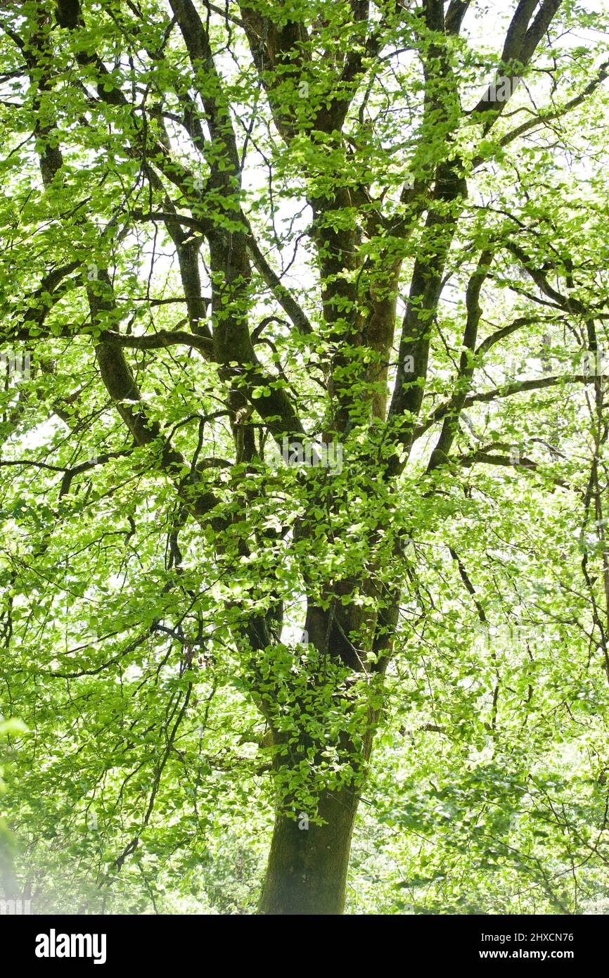 Spring tree colors hi-res stock photography and images - Alamy