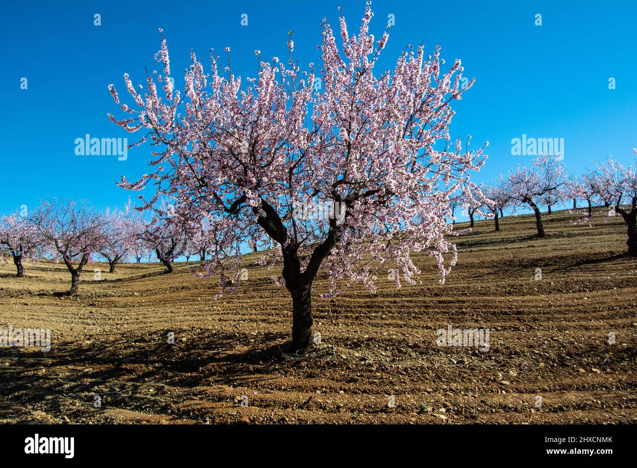 Almond trees in blossom. Near Oria, Almería province, southern Spain ...