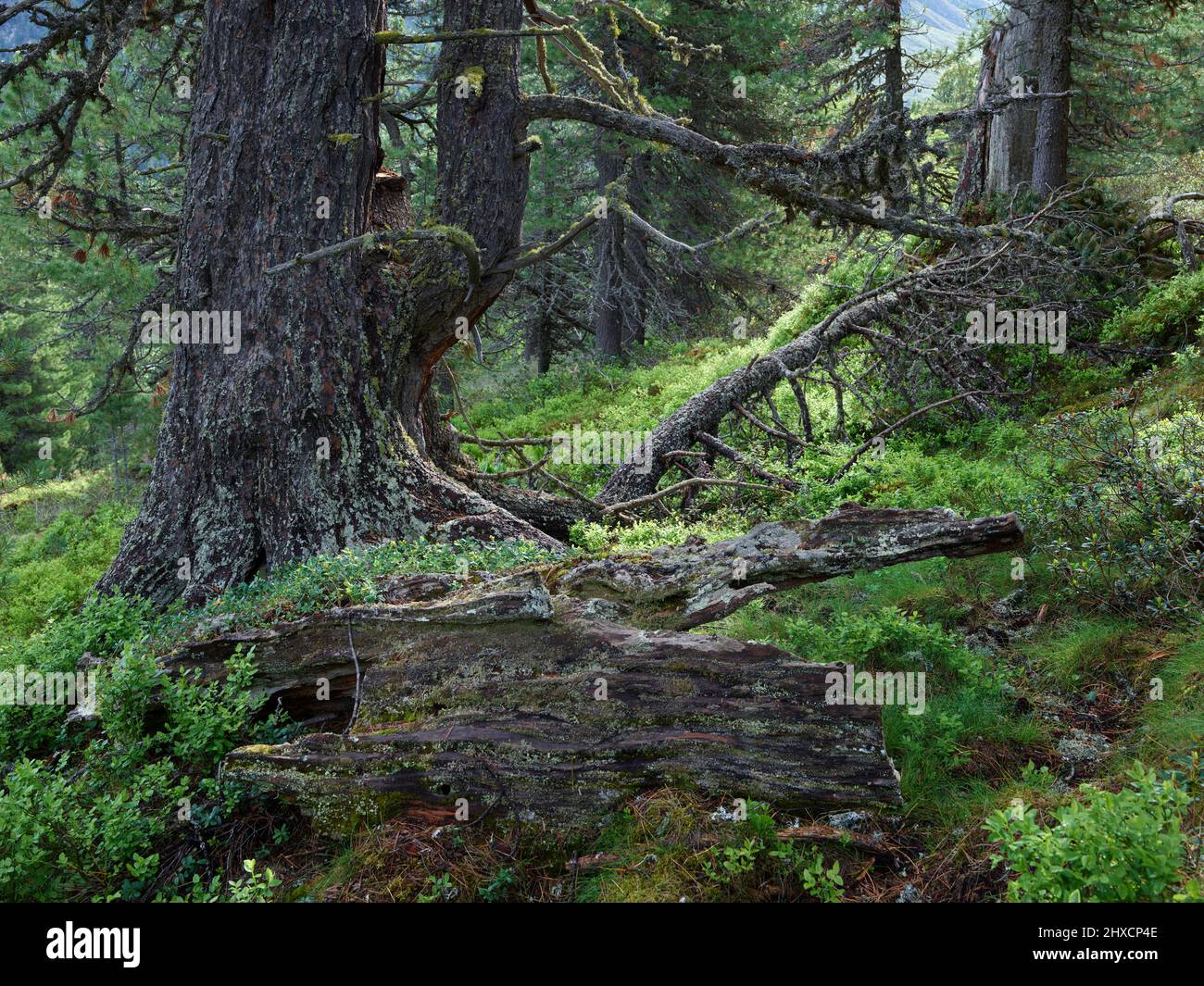 Zirbenwald hi-res stock photography and images - Alamy