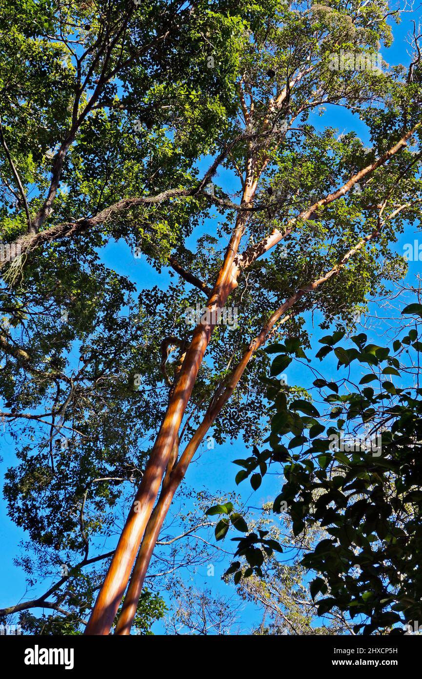 Capirona tree (Calycophyllum spruceanum), on tropical rainforest Stock ...