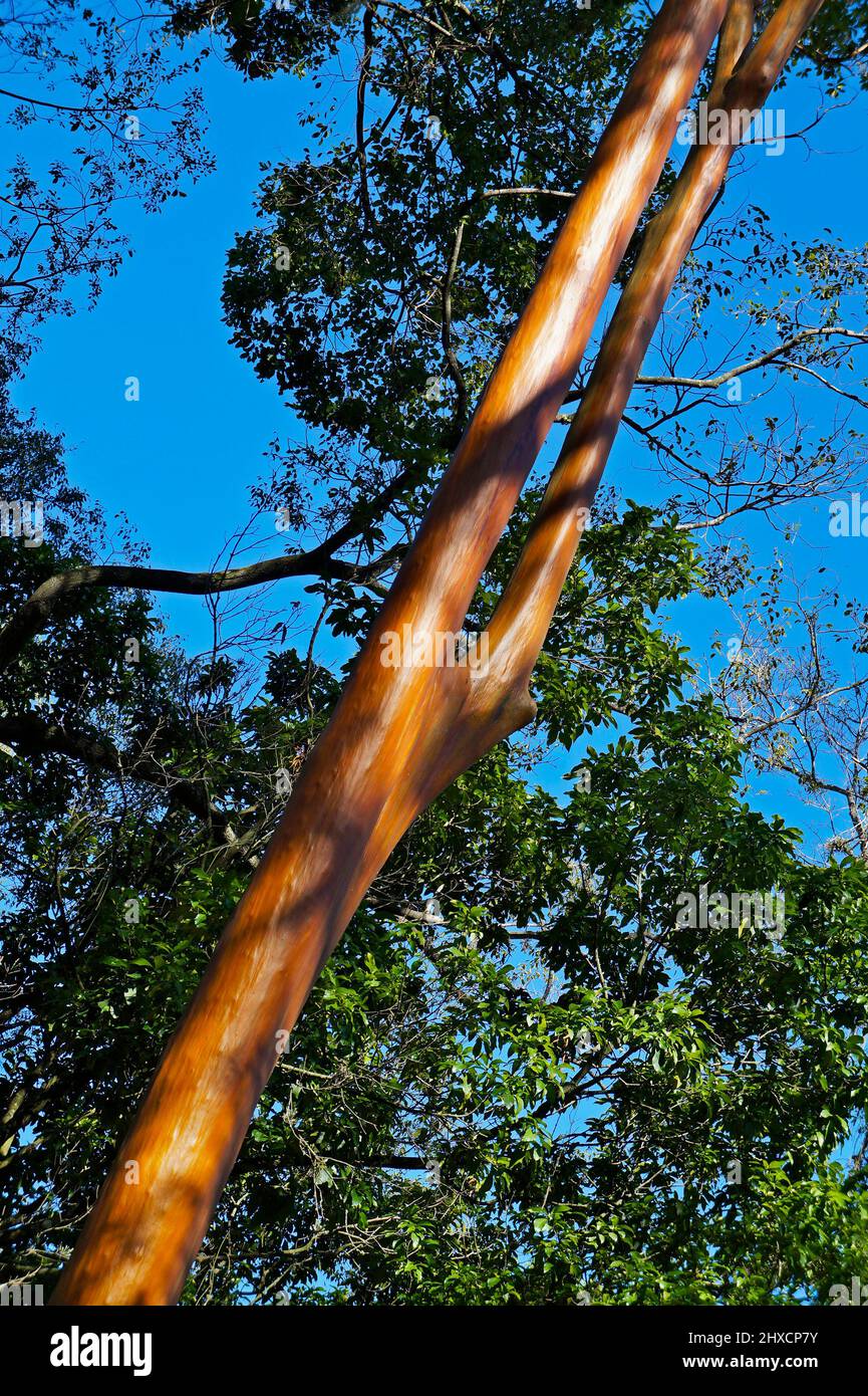 Capirona tree (Calycophyllum spruceanum), on tropical rainforest Stock ...