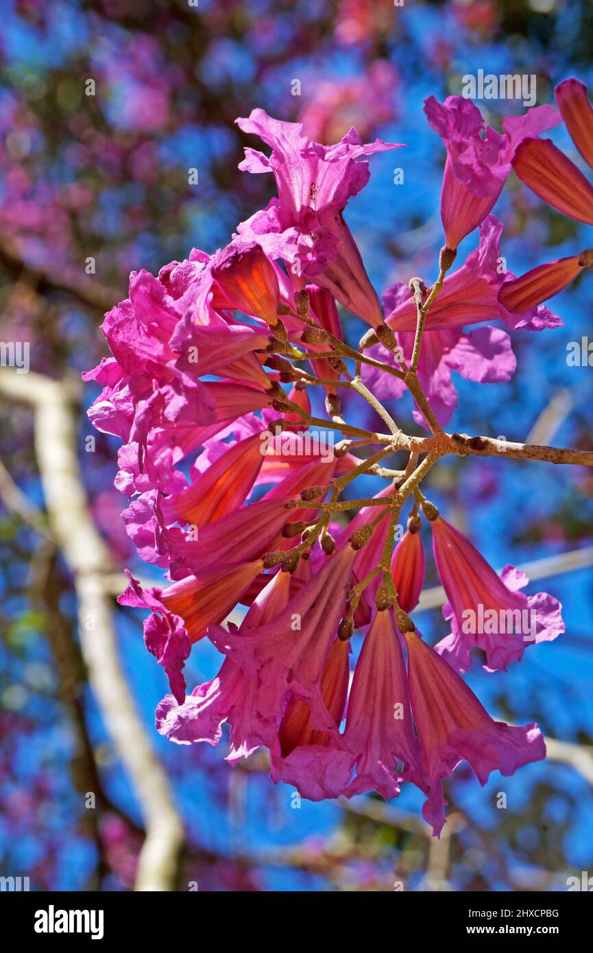Pink ipe or pink trumpet tree, (Handroanthus impetiginosus Stock Photo ...