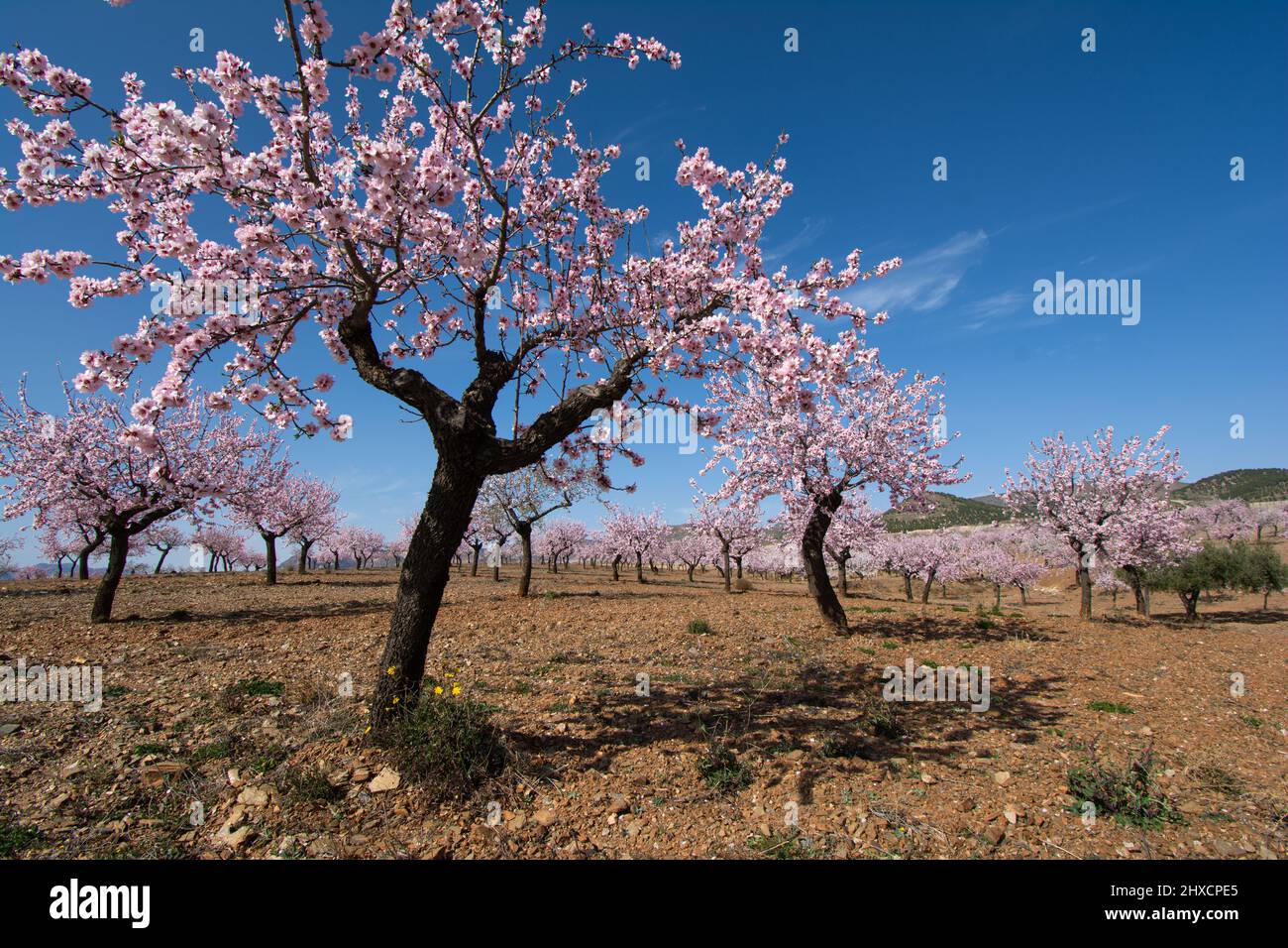 Almond trees in blossom. Near Oria, Almería province, southern Spain ...