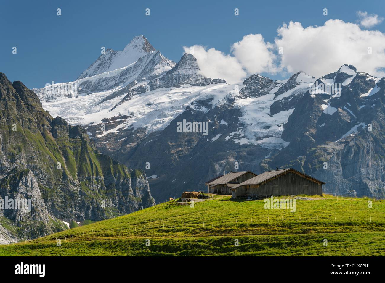 Schreckhorn from Alp Grindel, Grindelwald, Bernese Oberland ...