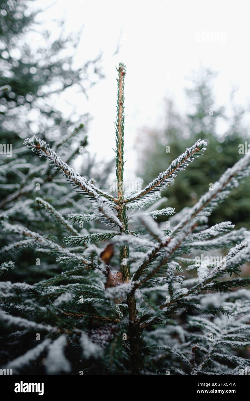 Frost covered tree symmetry hi-res stock photography and images - Alamy