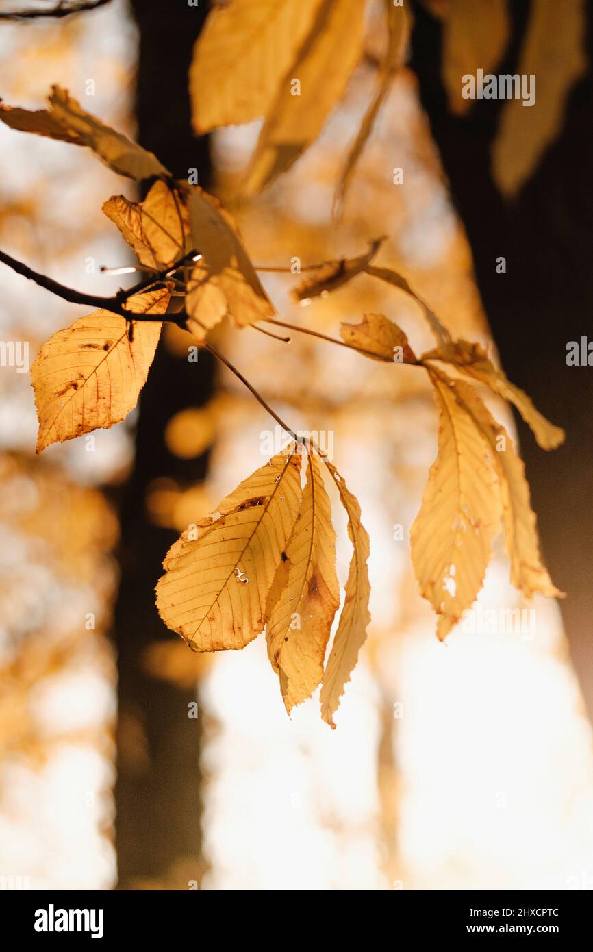 yellow chestnut trees during fall with sun in background Stock Photo ...