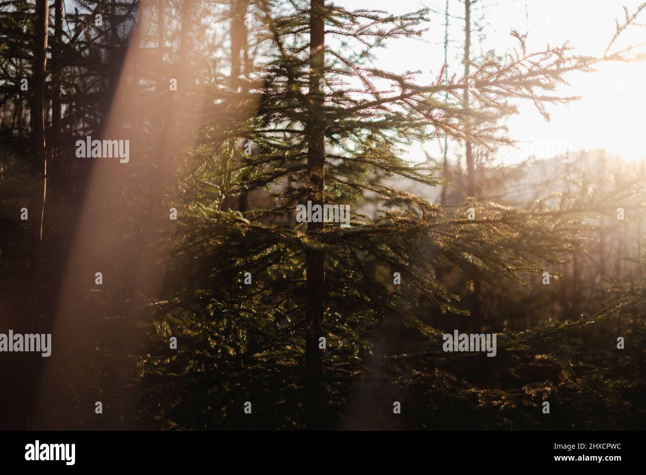 Trees with branches hi-res stock photography and images - Alamy