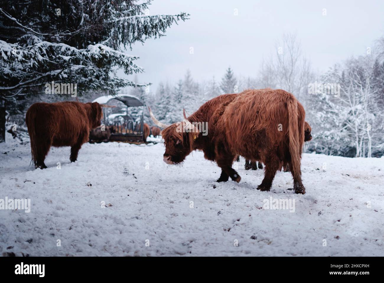 Highland cattle herd standing on snow hi-res stock photography and ...