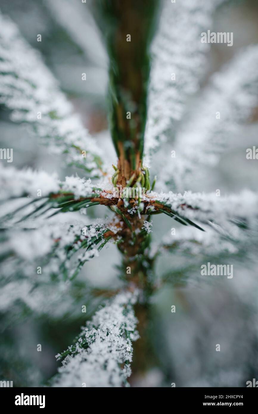 Snow biome hi-res stock photography and images - Alamy