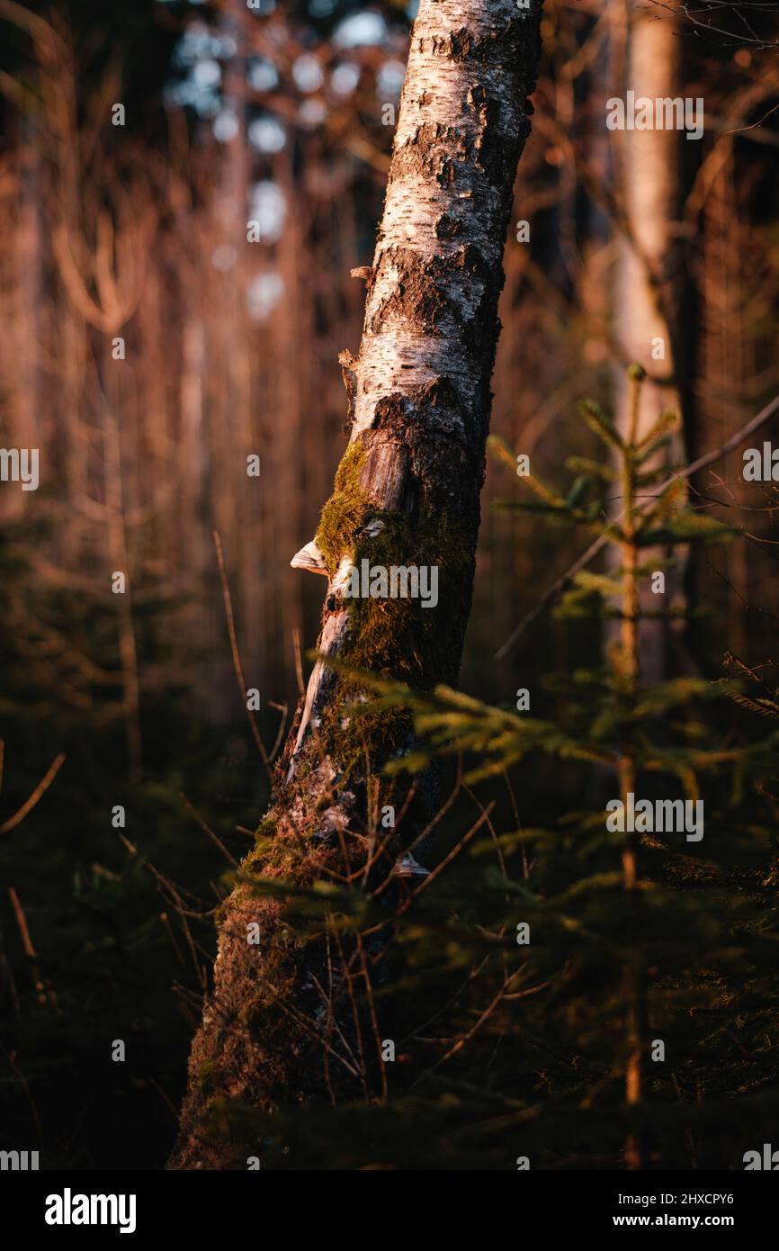 birch tree covered in sunset light with forest in background Stock ...