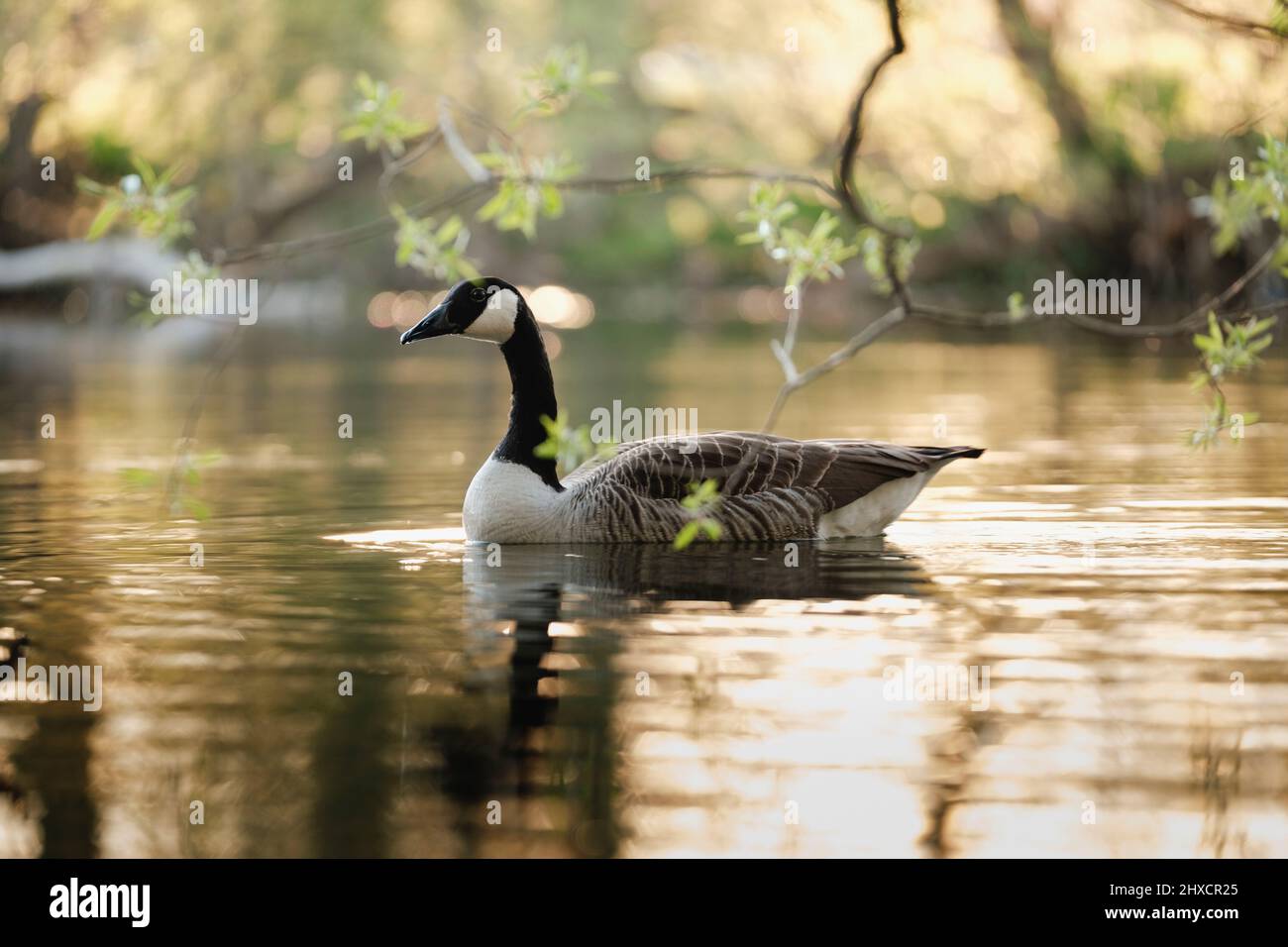 goose swimming on lake during sunset Stock Photo - Alamy