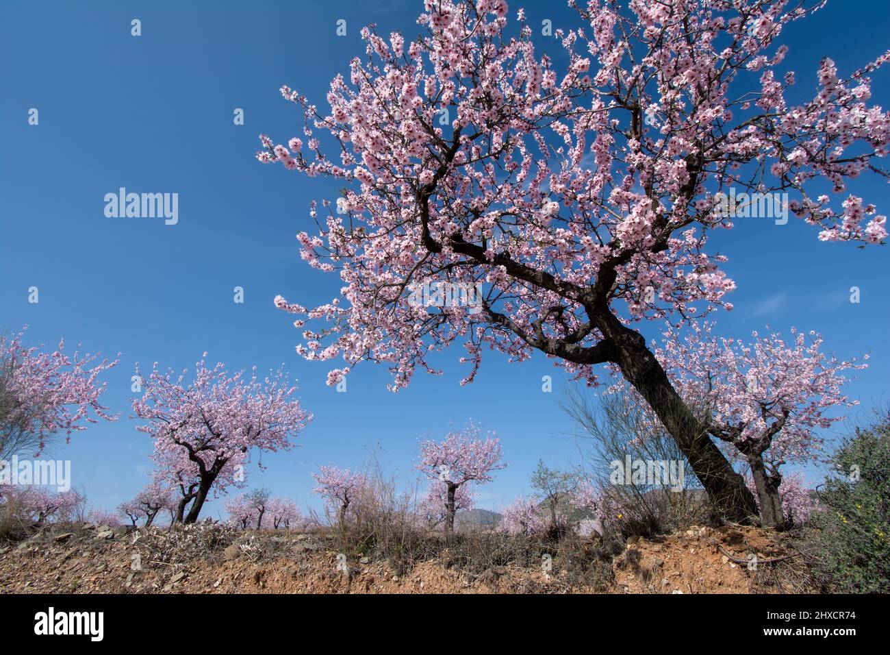Almond trees in blossom. Near Oria, Almería province, southern Spain ...