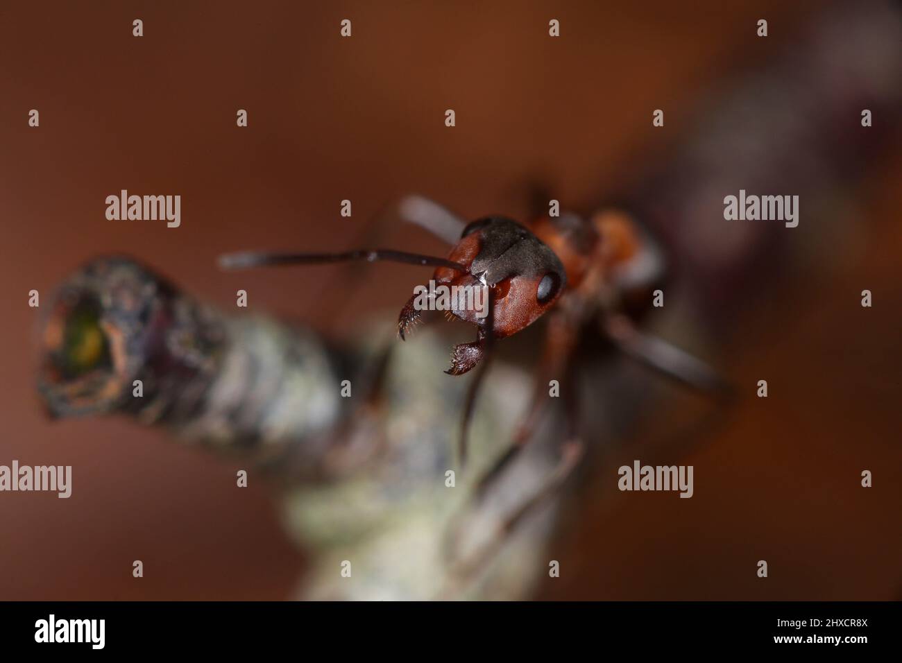 Attack posture hi-res stock photography and images - Alamy