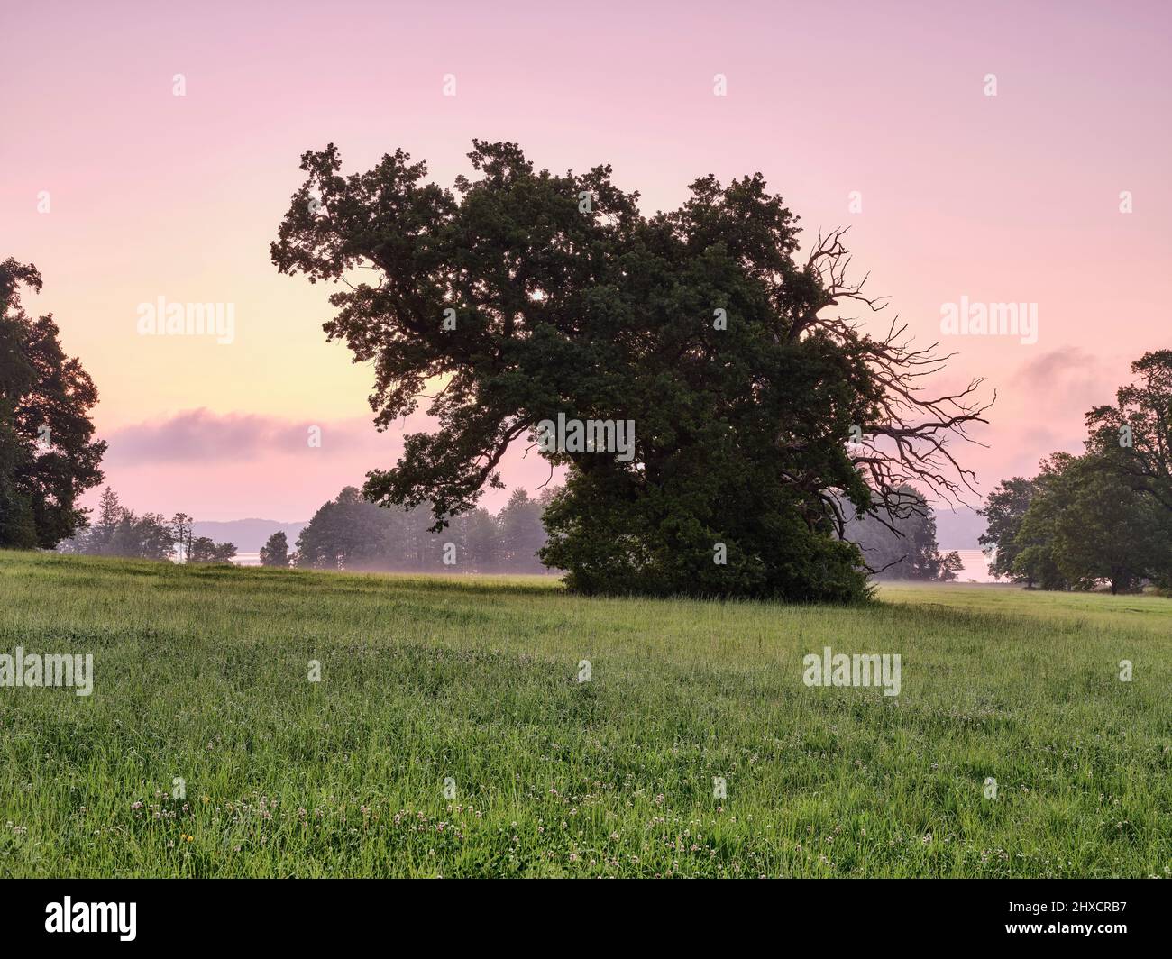 In Bernried Park, Bernried on Lake Starnberg Stock Photo - Alamy