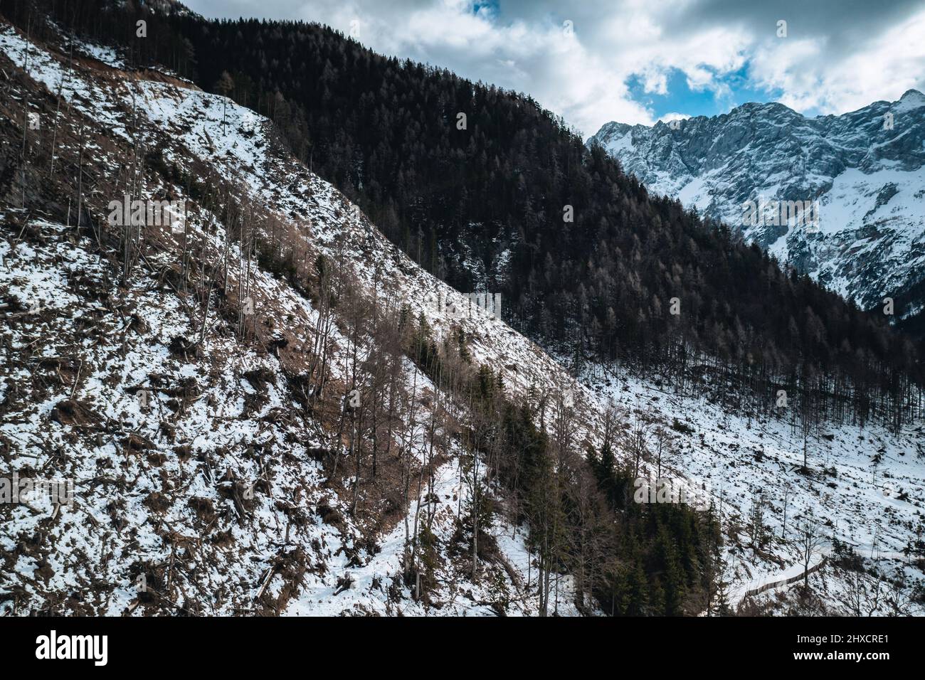 Clear cut mountain forest area, nature devastated by logging, and a ...
