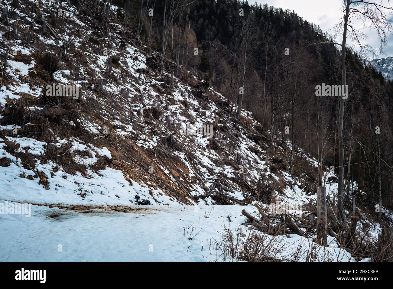 Clear cut mountain forest area, nature devastated by logging, and a ...