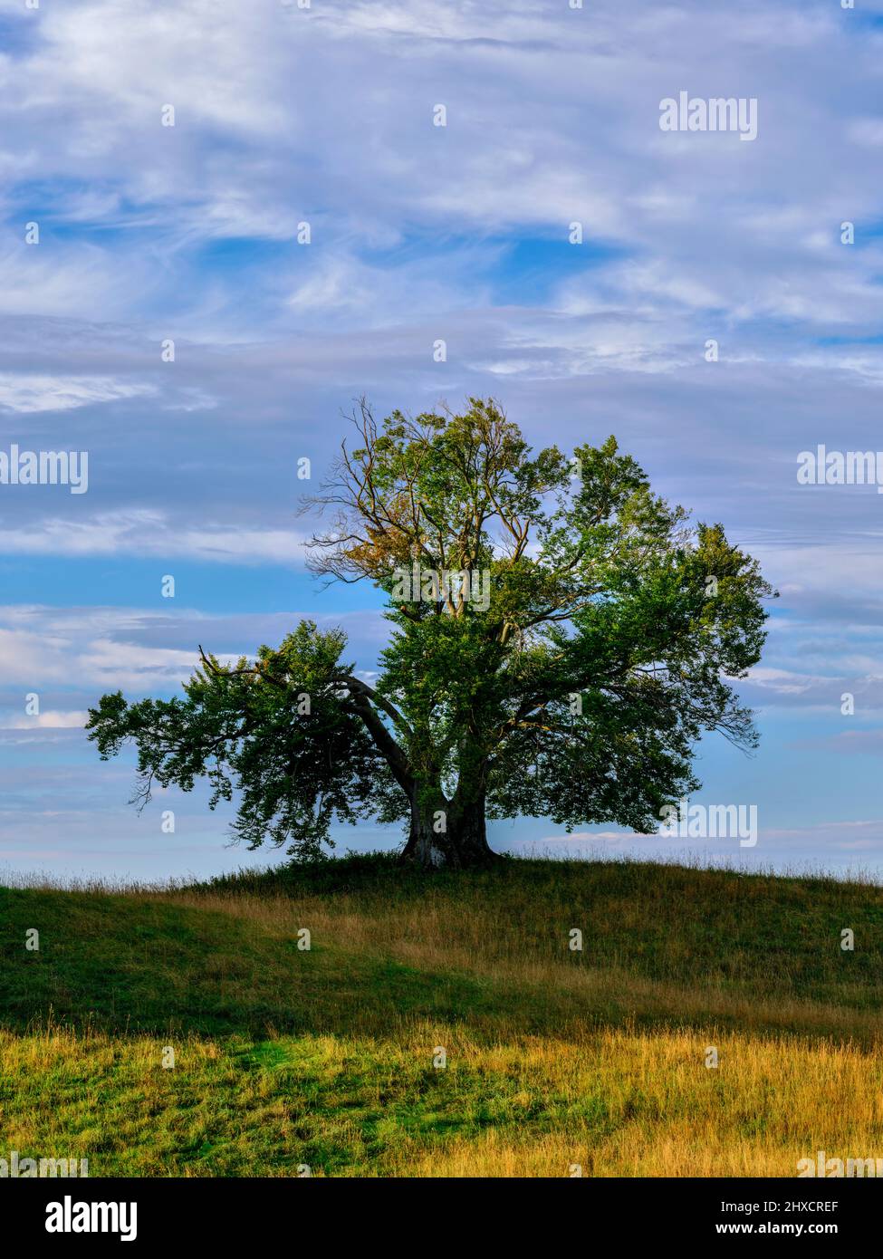 County oak hi-res stock photography and images - Alamy