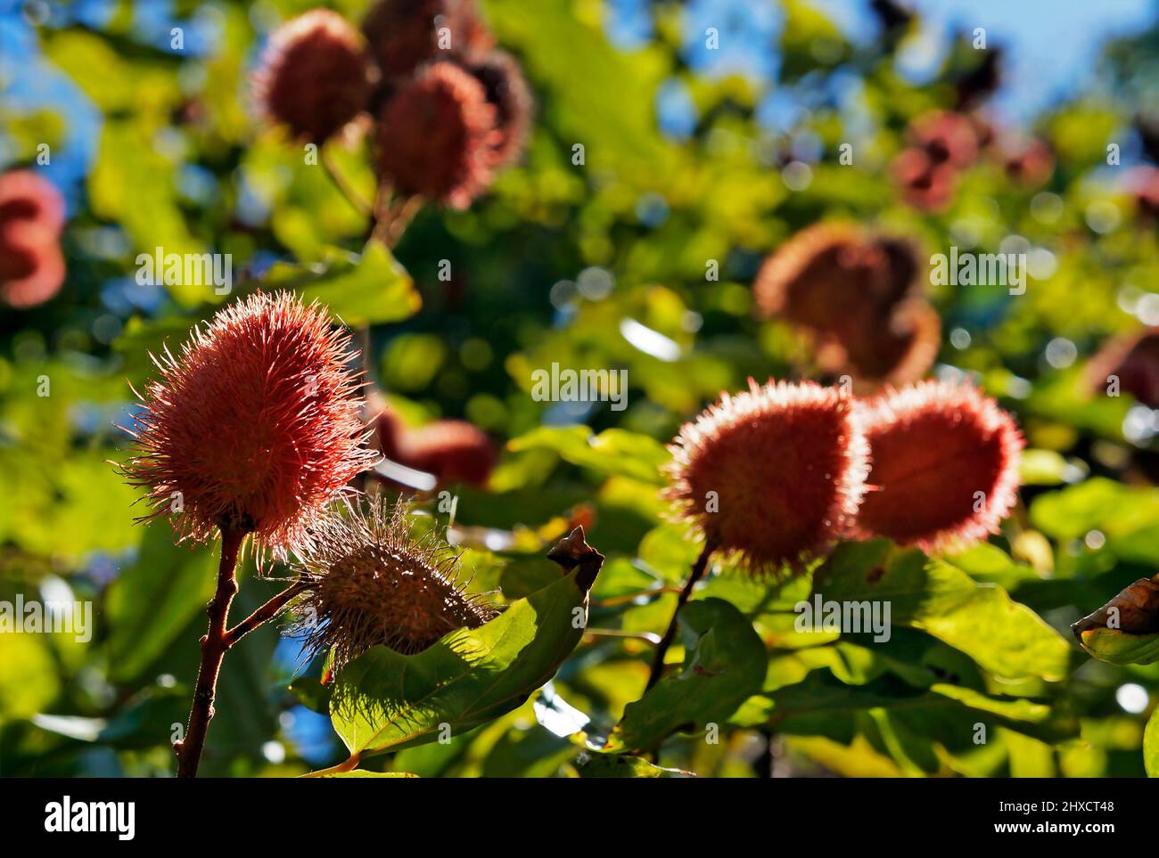 Achiote fruits on tree (Bixa orellana Stock Photo - Alamy