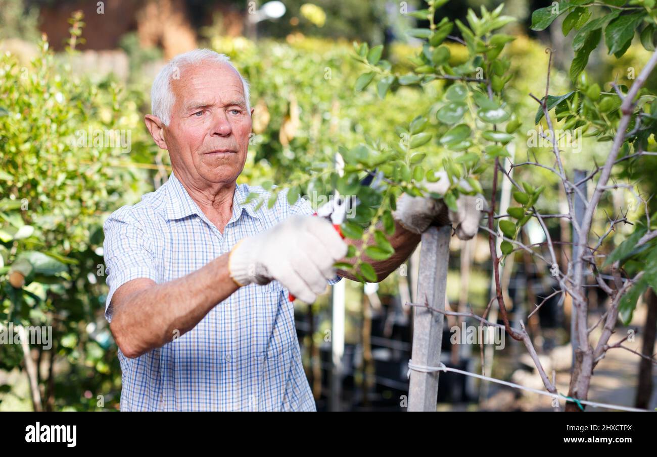 Older man trimming hi-res stock photography and images - Alamy