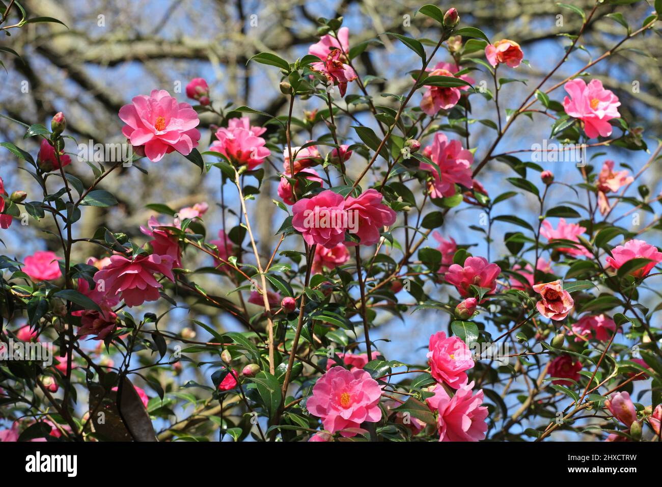 Pink Camellia 'Phyl Doak' in flower Stock Photo - Alamy