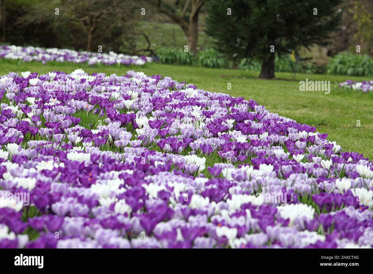 Purple and mauve crocus ÔpickwickÕ and Ôflower recordÕ blooming Stock ...