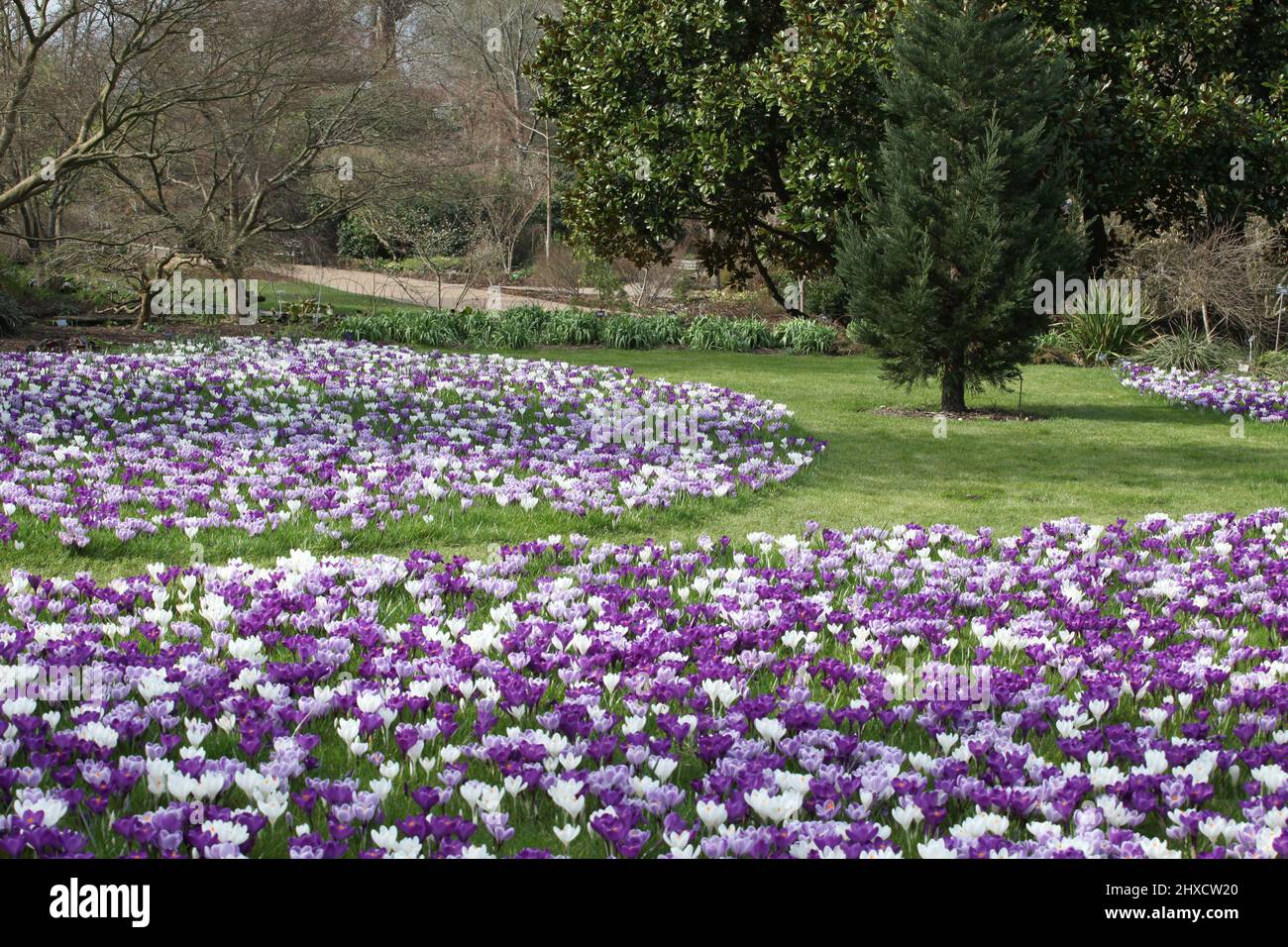 Purple and mauve crocus ÔpickwickÕ and Ôflower recordÕ blooming Stock ...