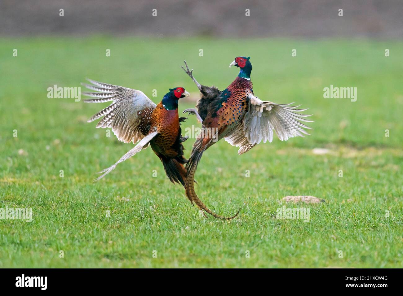 Common pheasant / Ring-necked pheasants (Phasianus colchicus) two territorial cocks / males ...